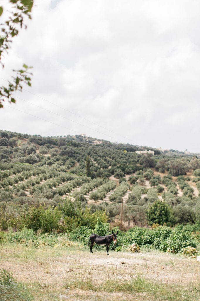 Agreco Farm Wedding Venue in Crete, Greece - Photos & Guide
